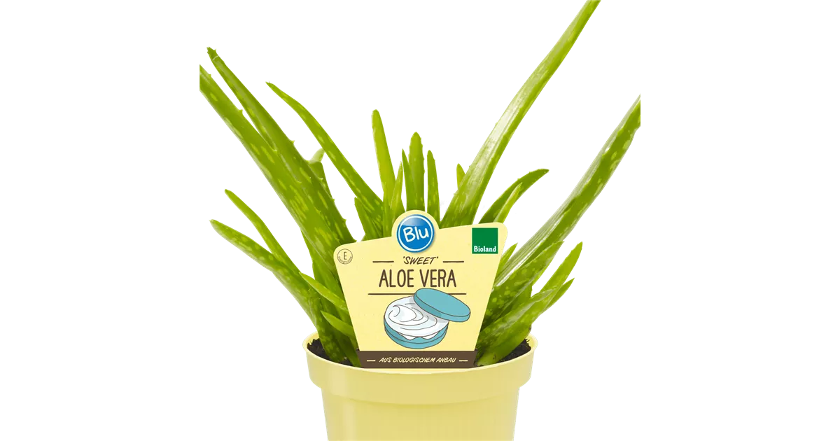 Bio Aloe vera 'Sweet'