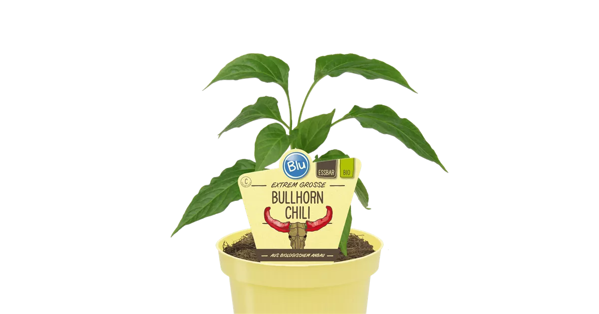 Bio Chili Bullhorn-Chili