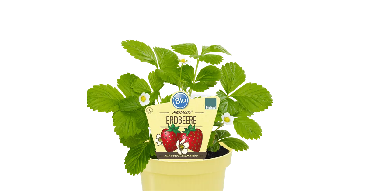 Bio Erdbeere Meraldo
