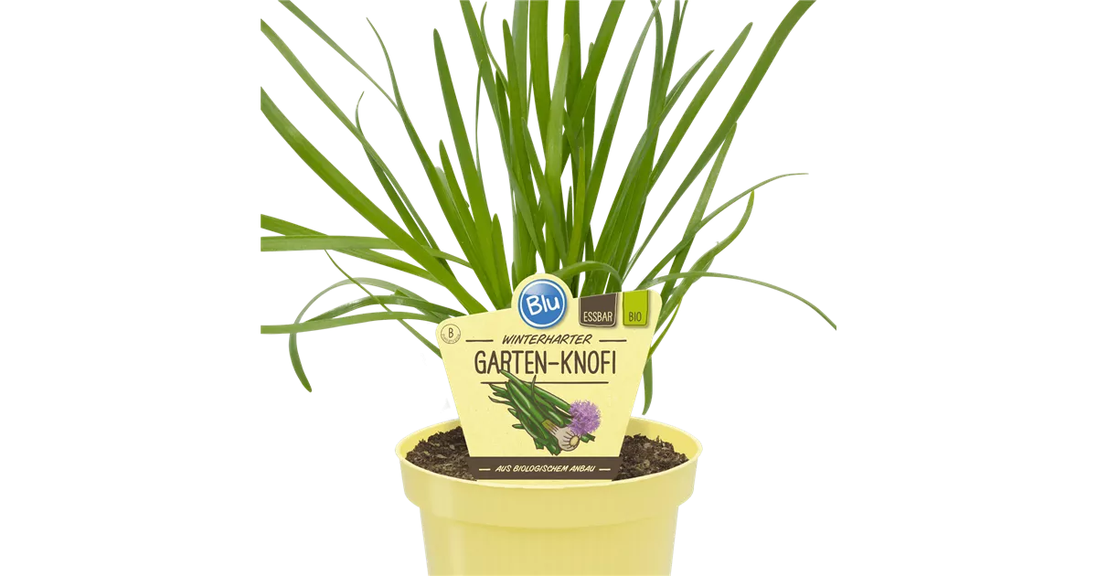 Bio Lauch Gartenknofi