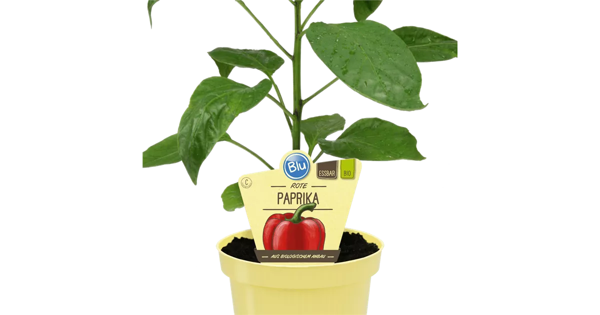 Bio Paprika rot 'Popti'