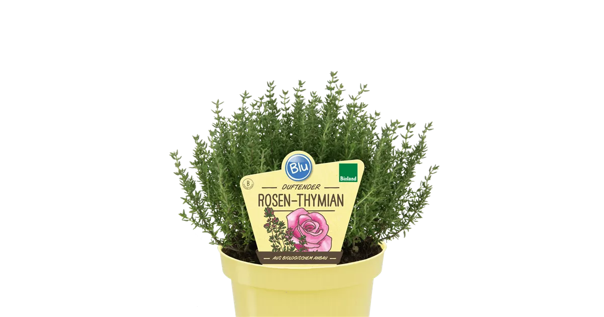Bio Thymian Rosen-Thymian