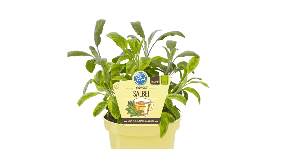 Bio Salbei Echter Salbei