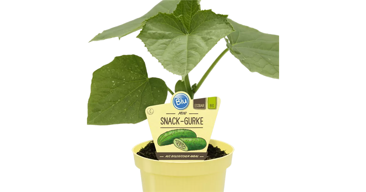 Bio Gurke Mini-Snack-Gurke