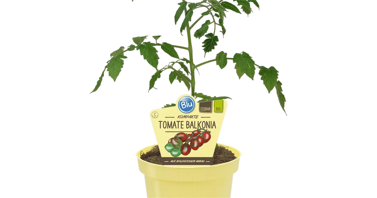 Bio Tomate Balkonia