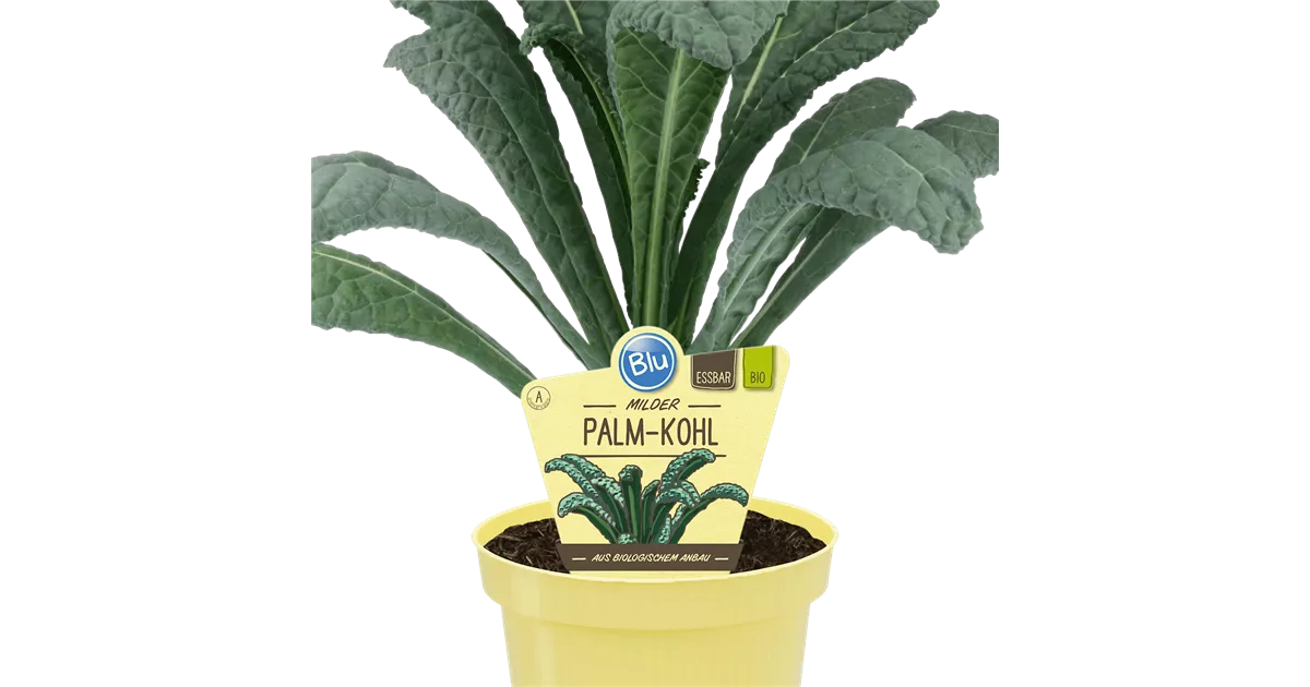 Bio Kohl Palmkohl