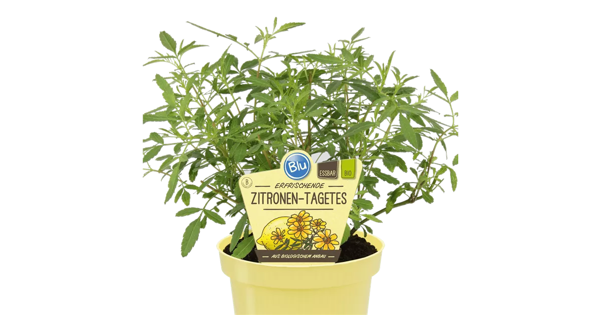 Bio Zitronentagetes